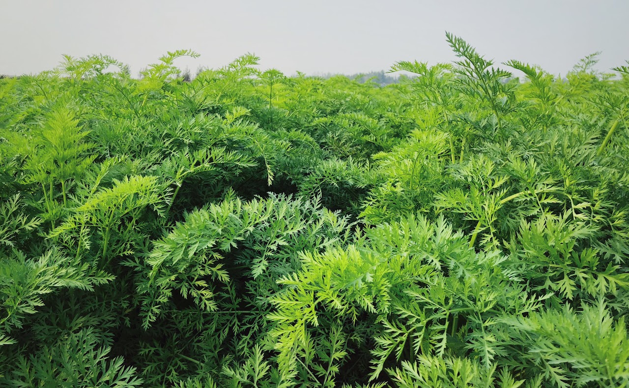 Wenhao Wang’s Personal Page – torso